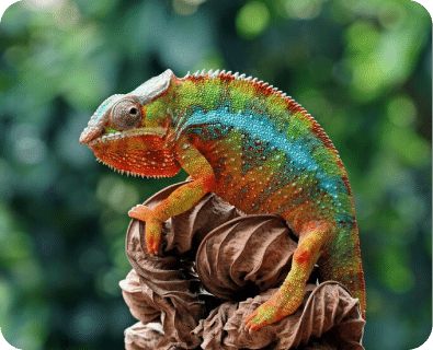 Mobile Petting Zoo | Best Animal Experiences UK - WildSci