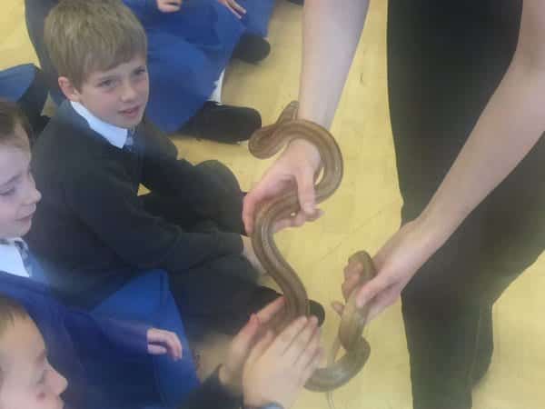 Wildsci Gallery Animals