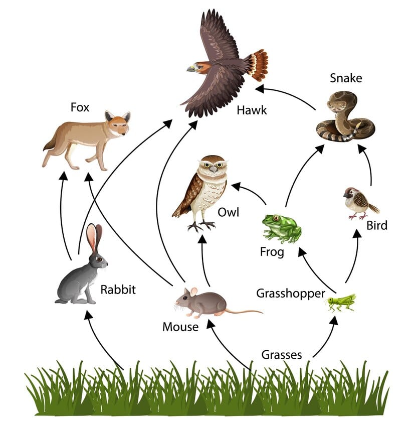 Best Animal Experiences UK | Mobile Animal Encounters