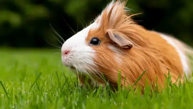 Best Animal Experiences UK | Mobile Animal Encounters