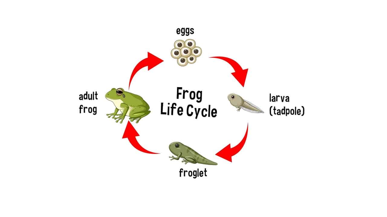 Best Animal Experiences UK | Mobile Animal Encounters